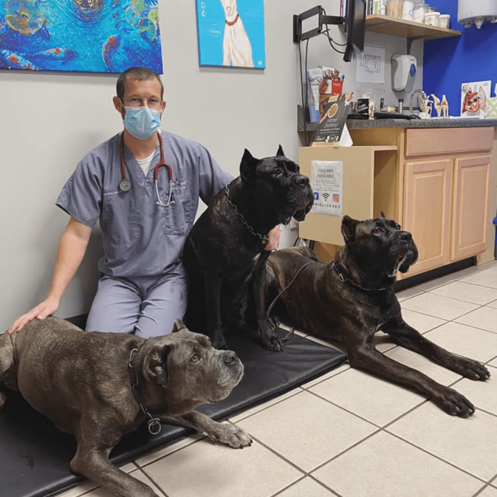 Cane Corso Genetics: Understanding the Breed's DNA - PUPJoy