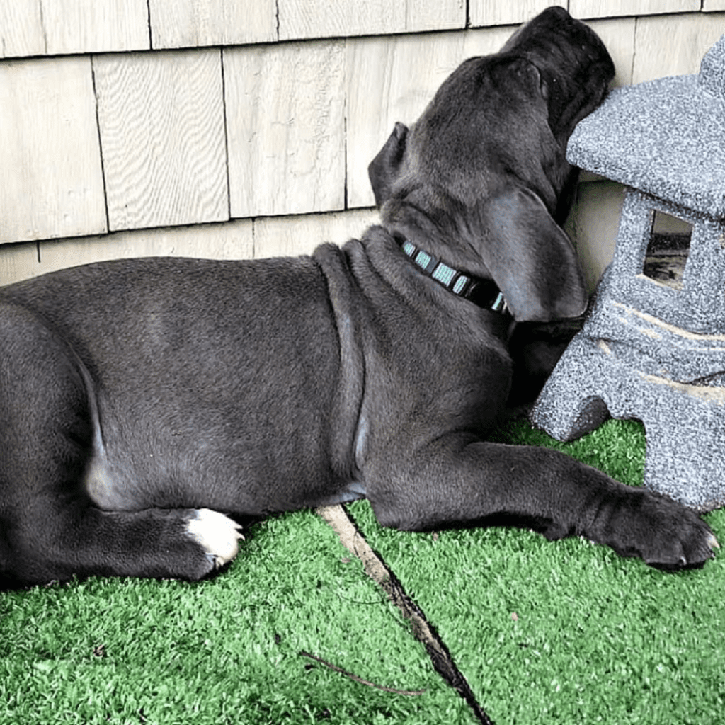 Creating a Routine for Your Cane Corso: Structure and Consistency - PUPJoy