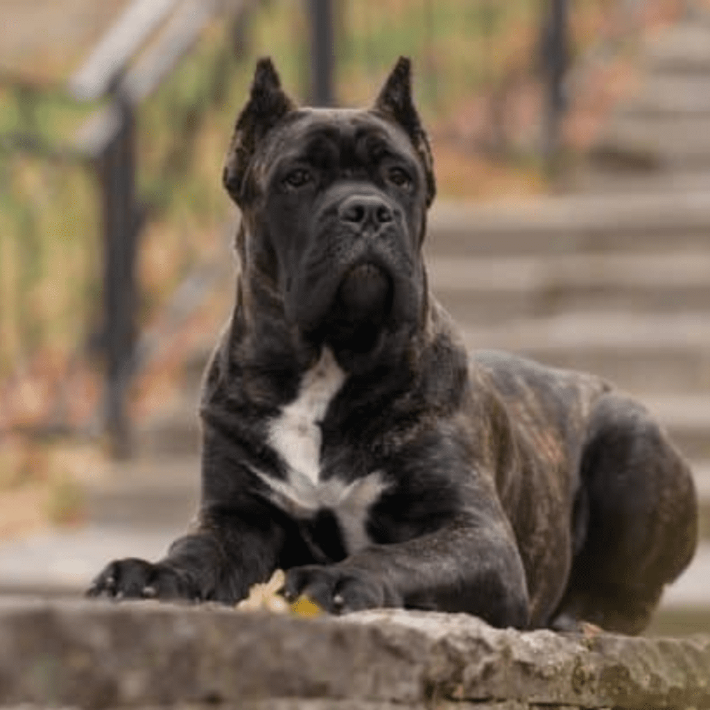 The Cost of Owning a Cane Corso: Budget and Expenses - PUPJoy