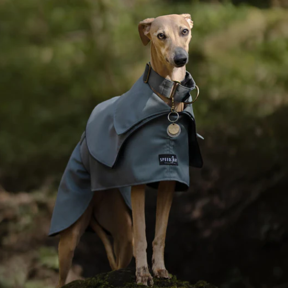 3 Best Physical Traits of Greyhound Breed Dogs - PUPJoy