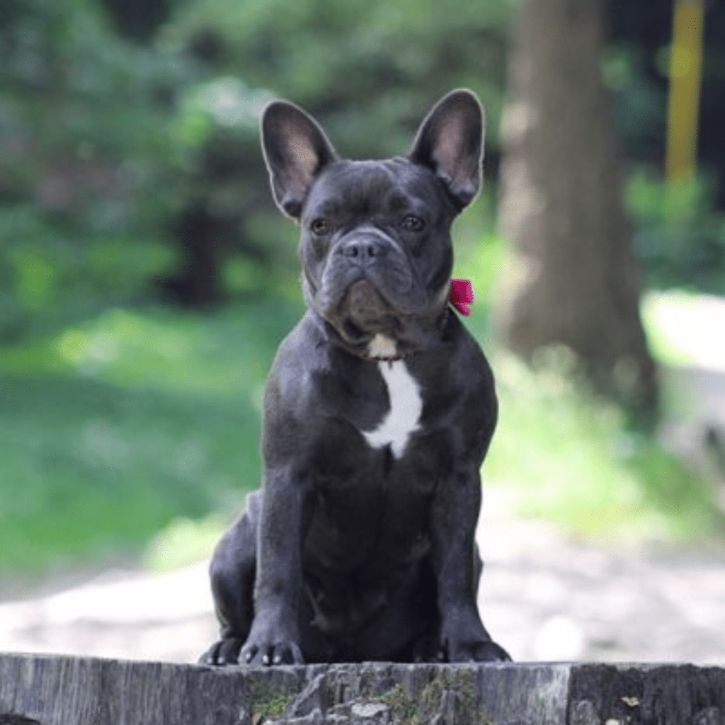 Building Secure Foundations for Fearless French Bulldogs - PUPJoy
